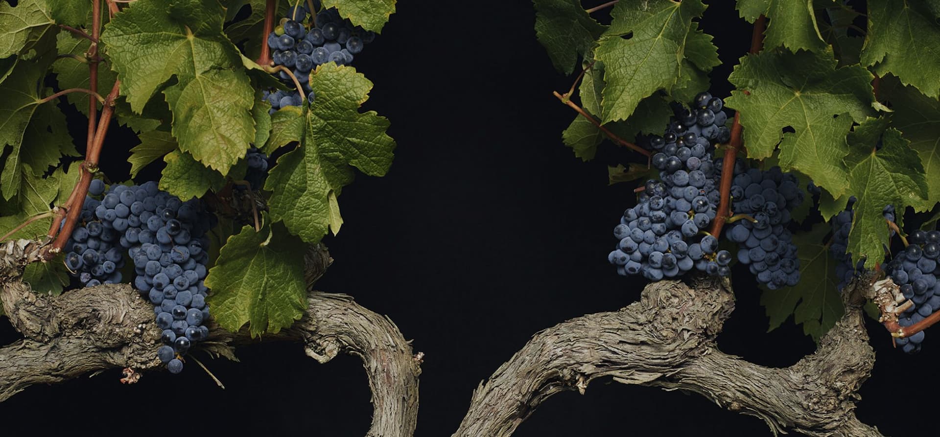 Masseto & Massetino - Wines | Masseto