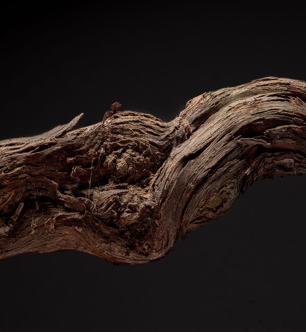 Genesis - Masseto | Masseto